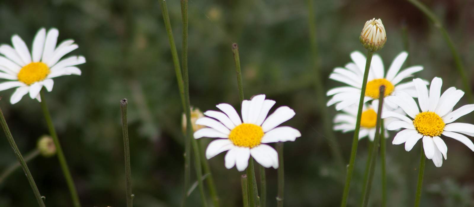 An important change to the classification of pyrethrum by MPS - Kenyan ...