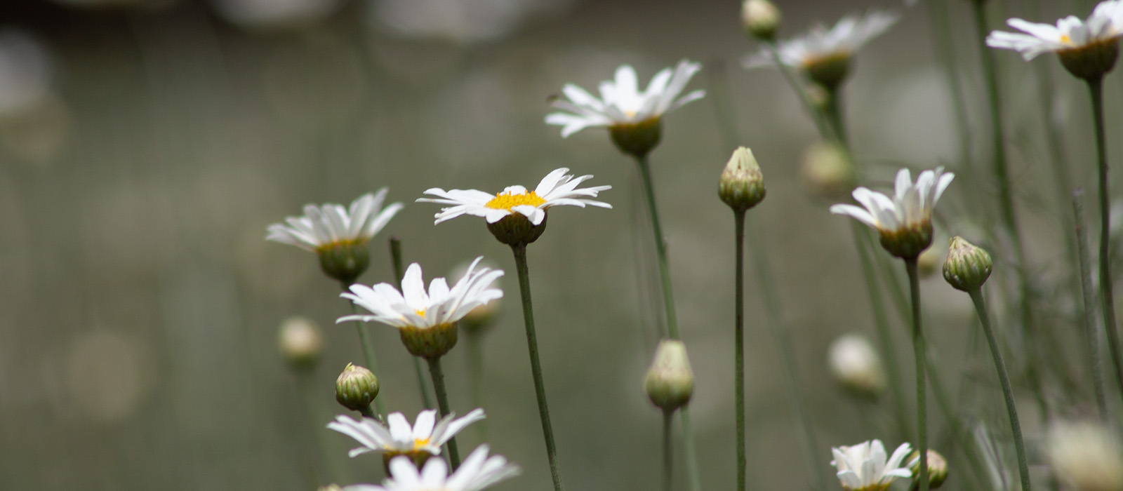 PYRETHRUM: THE FOUNDATION OF KAPI - Kenyan Pyrethrum