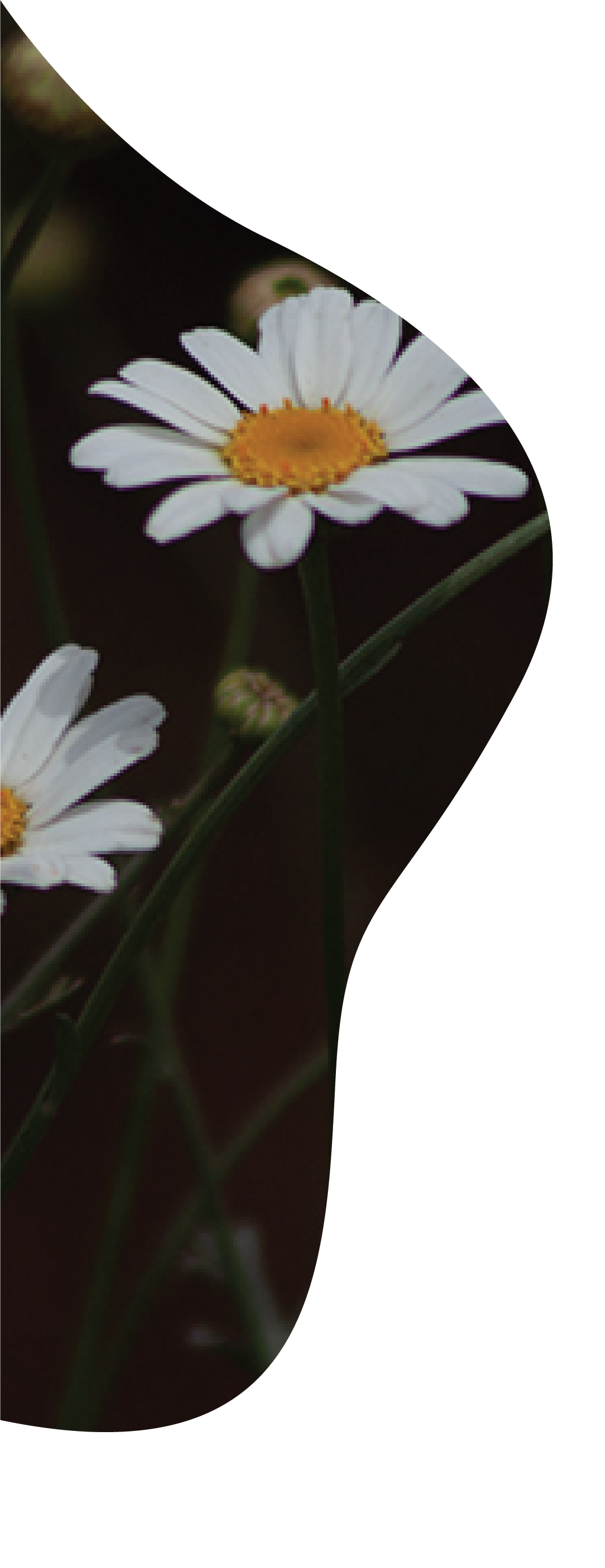 COBRE KEY 4EC (40g/litre pyrethrins) - Kenyan Pyrethrum