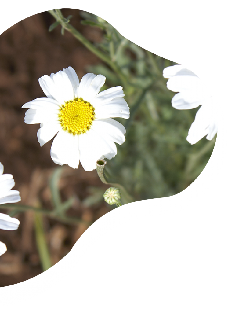 FLOWER DS 4% PH - Kenyan Pyrethrum