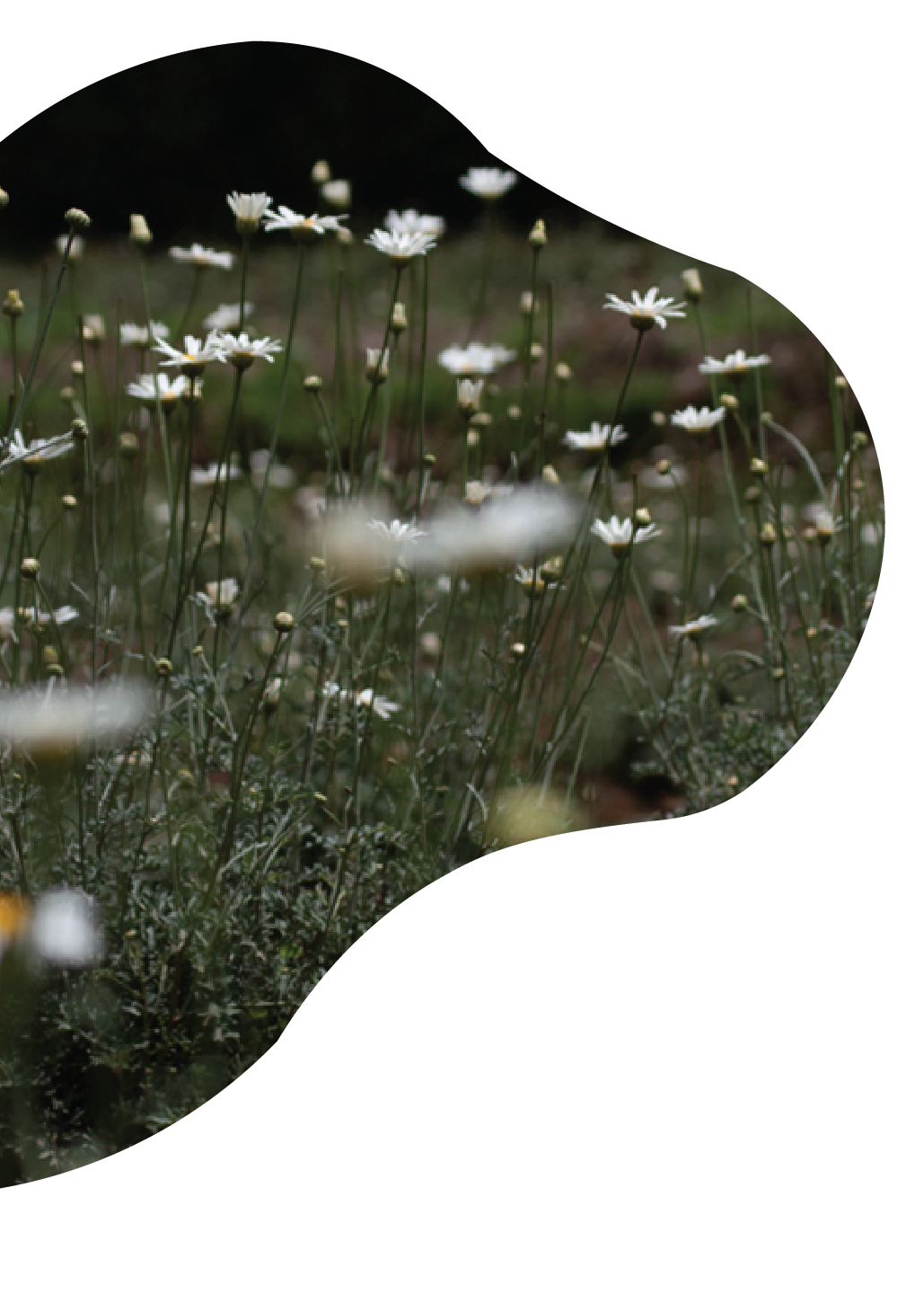 FLOWER DS 4 EC - Kenyan Pyrethrum