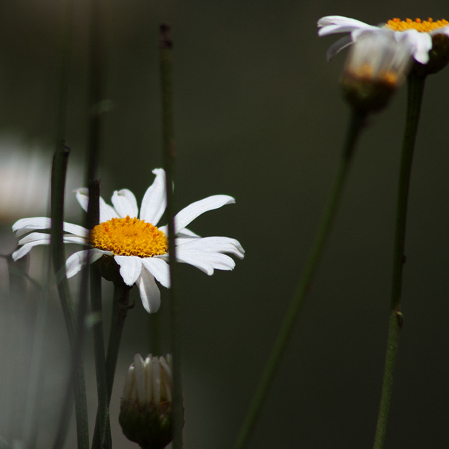 An important change to the classification of pyrethrum by MPS - Kenyan ...