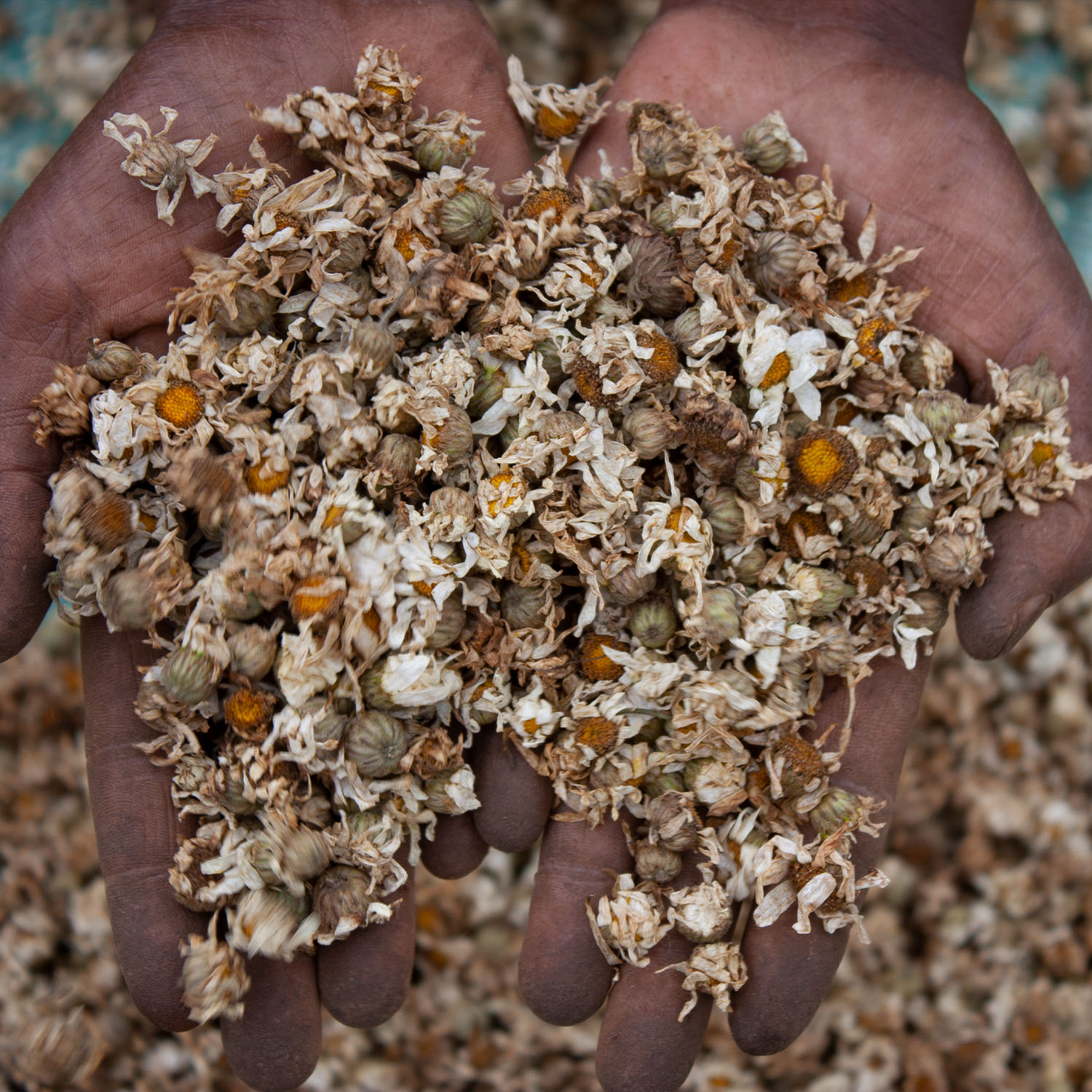 PYRETHRUM: THE FOUNDATION OF KAPI - Kenyan Pyrethrum