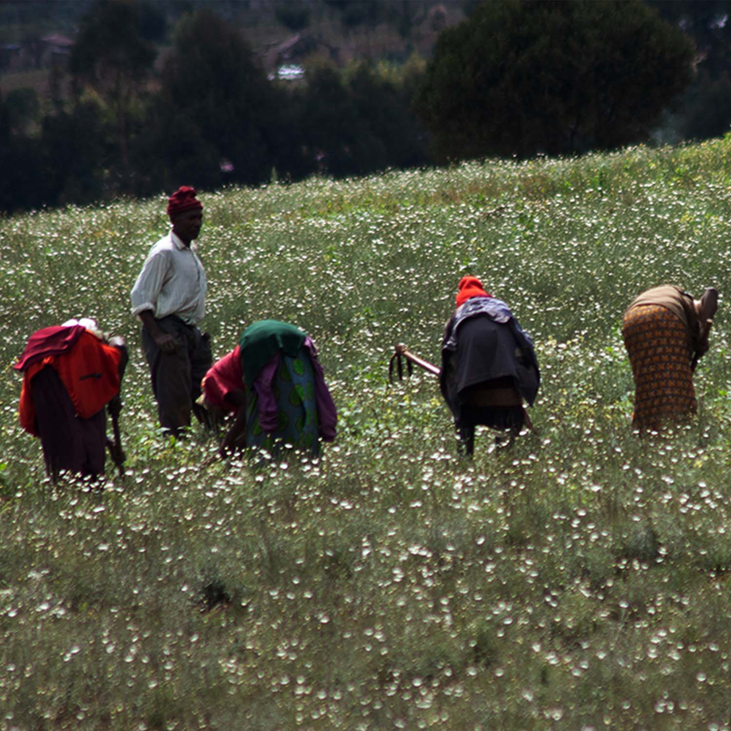 The effects of COVID-19 on the global pyrethrum industry. - Kenyan ...