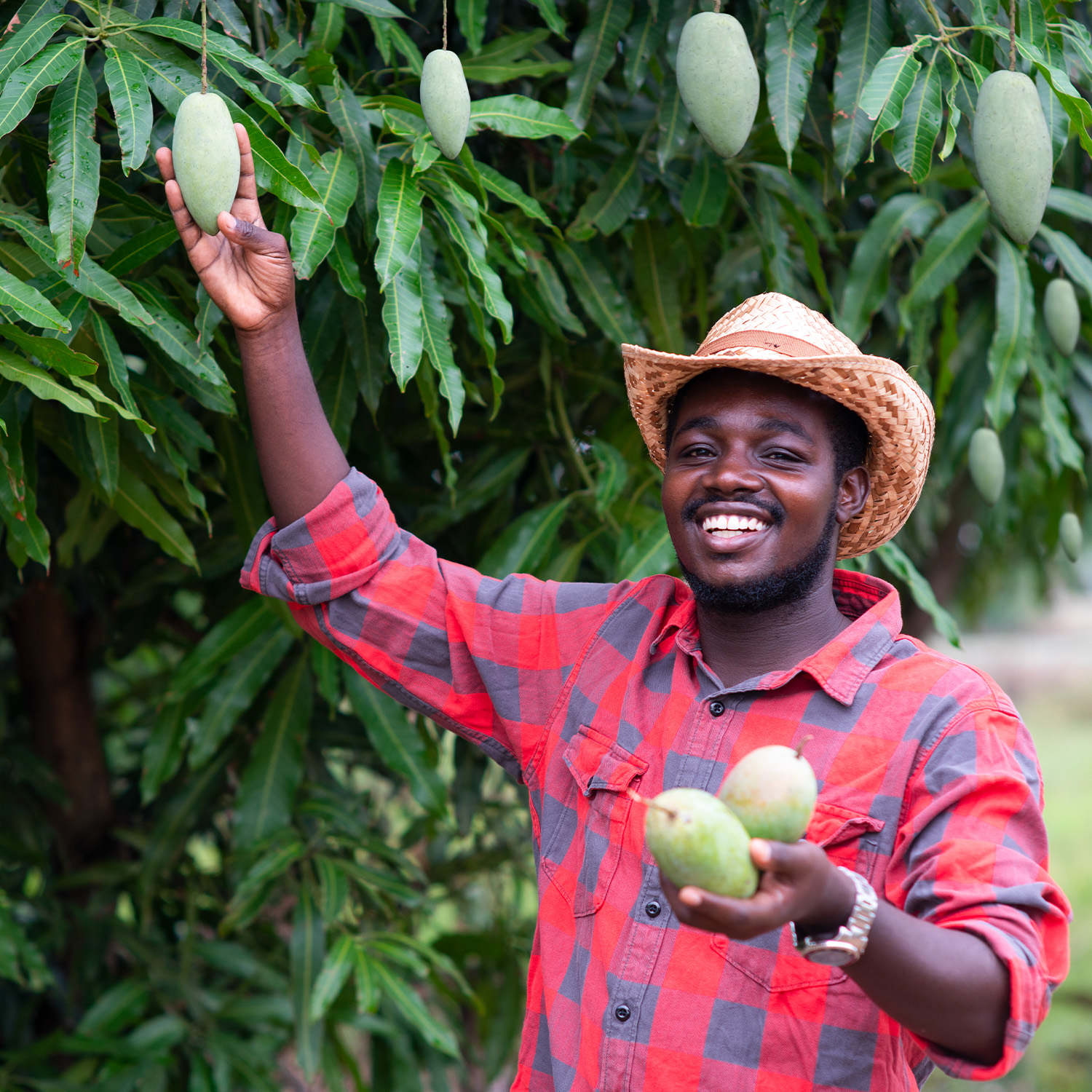 REACHING OUT TO SMALLHOLDERS - Kenyan Pyrethrum