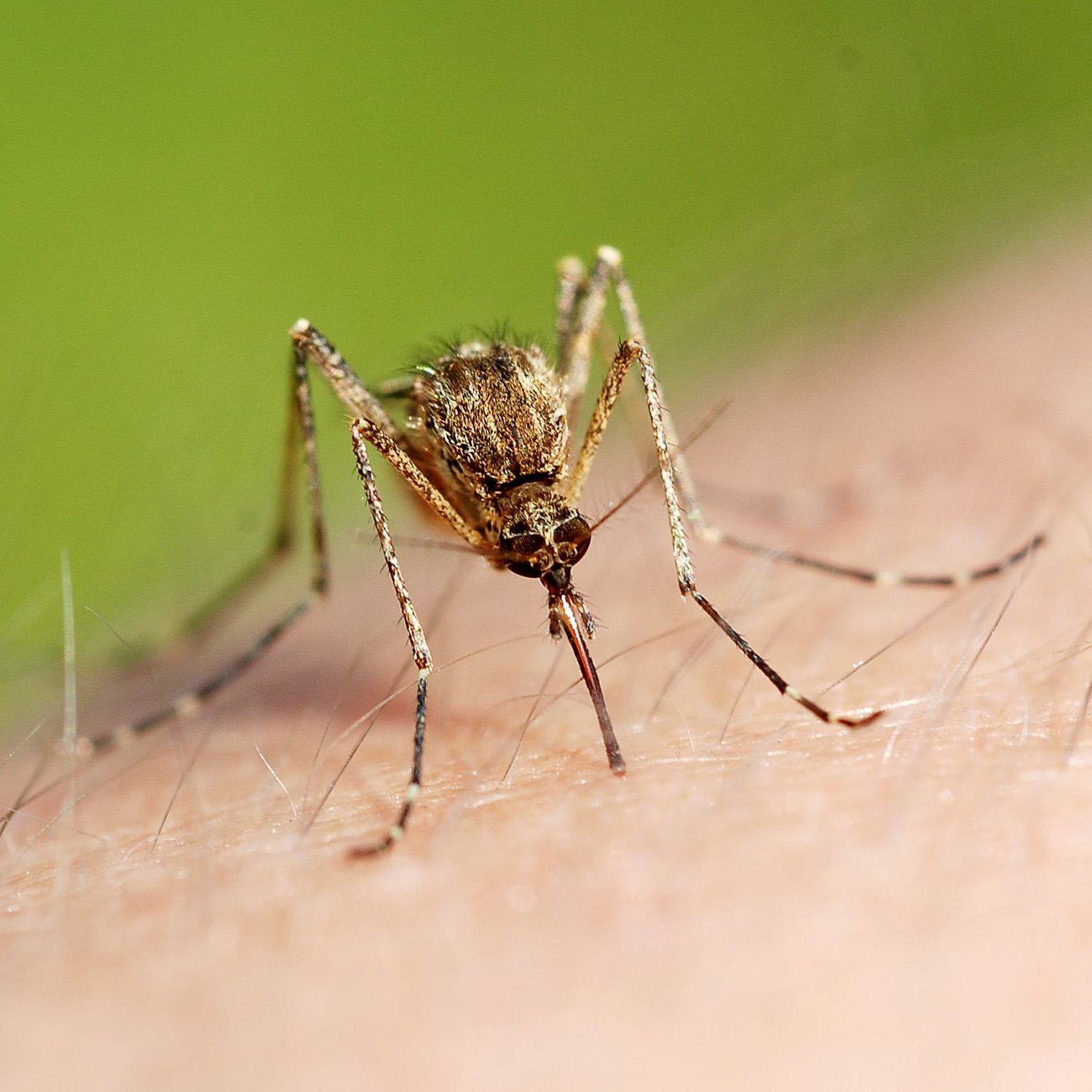 BLOGS - Kenyan Pyrethrum