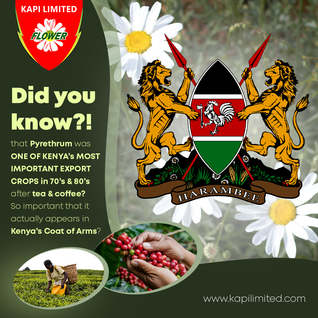 REACHING OUT TO SMALLHOLDER FARMERS – PART 2 - Kenyan Pyrethrum