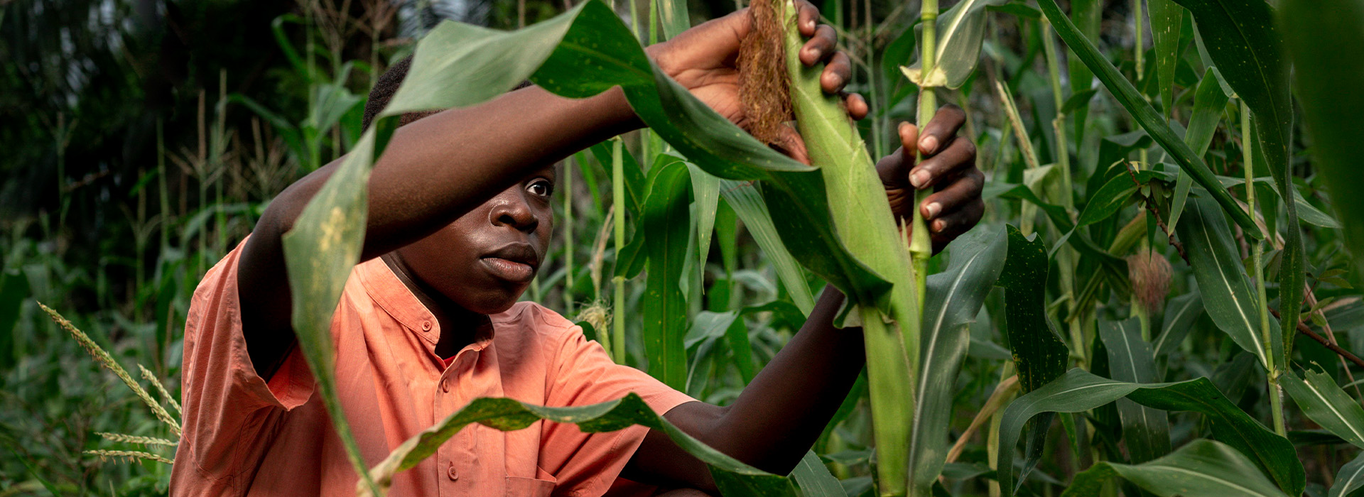 REACHING OUT TO SMALLHOLDER FARMERS – PART 2 - Kenyan Pyrethrum